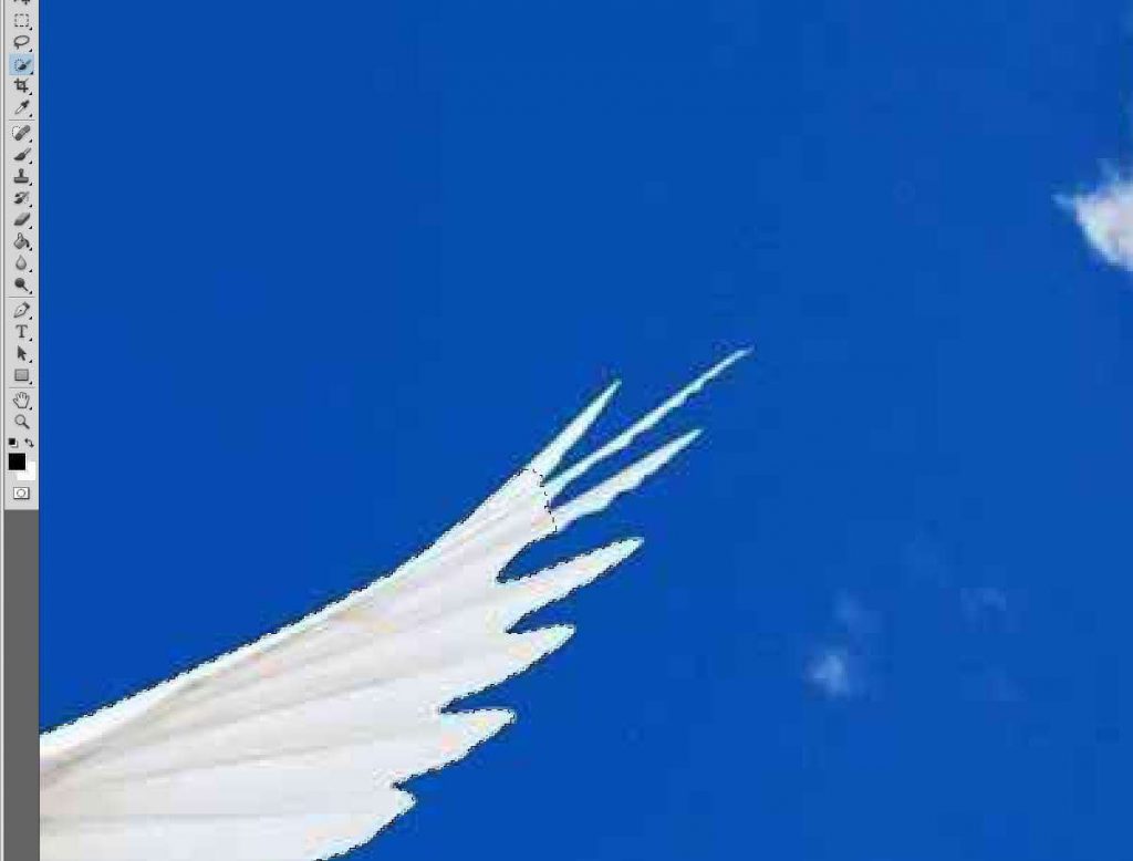 blur background for bird photography 05